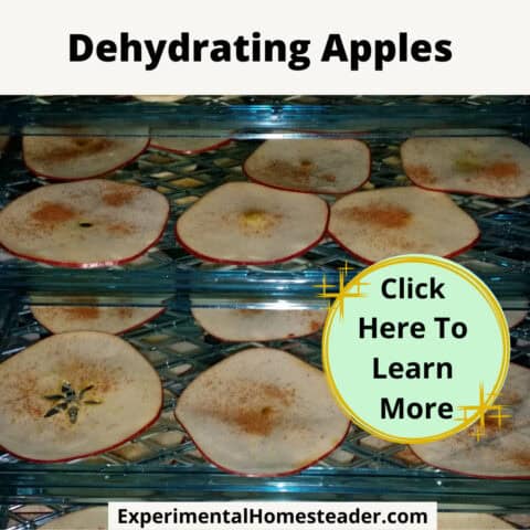 Canning Broccoli Is No Longer Safe But You Can Still Preserve It ...