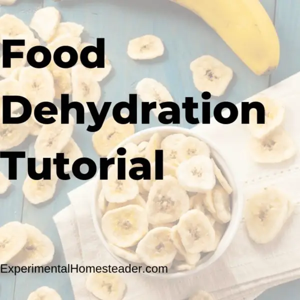 Canning Broccoli Is No Longer Safe But You Can Still Preserve It ...