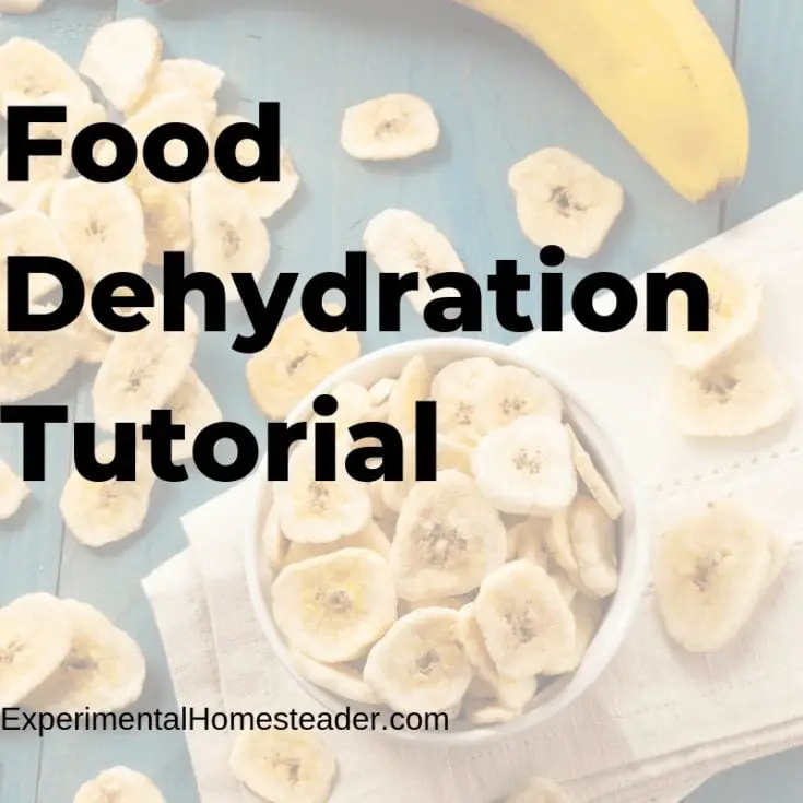 Canning Broccoli Is No Longer Safe But You Can Still Preserve It ...