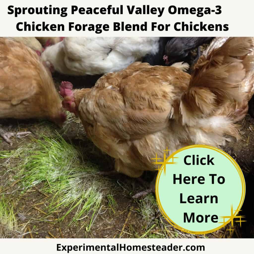 The Ultimate Guide To Keeping Chickens At Home - Experimental Homesteader