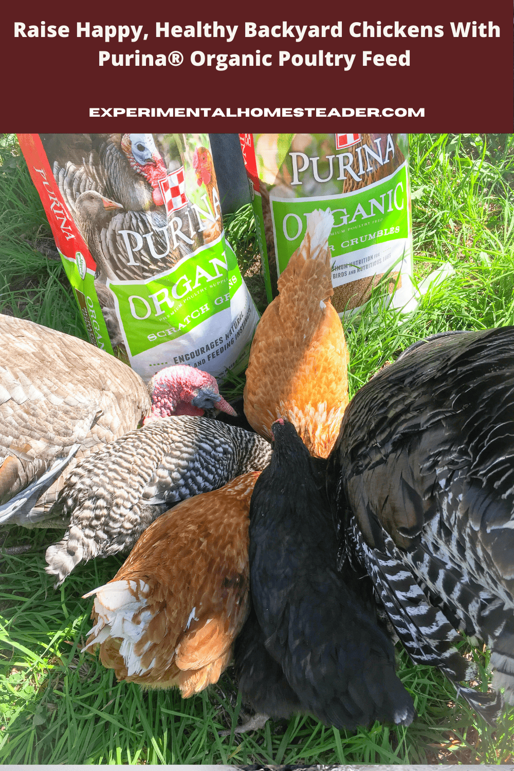 Raise Happy, Healthy Backyard Chickens With Purina® Organic Poultry ...