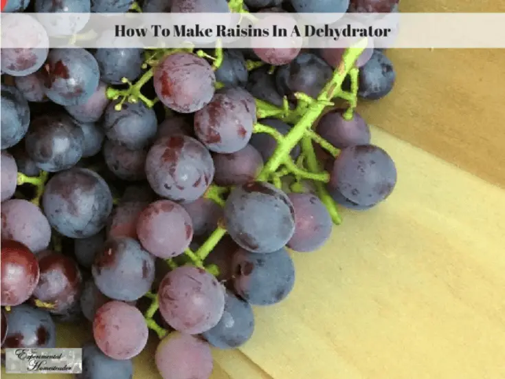 How To Make Raisins In A Dehydrator - Experimental Homesteader