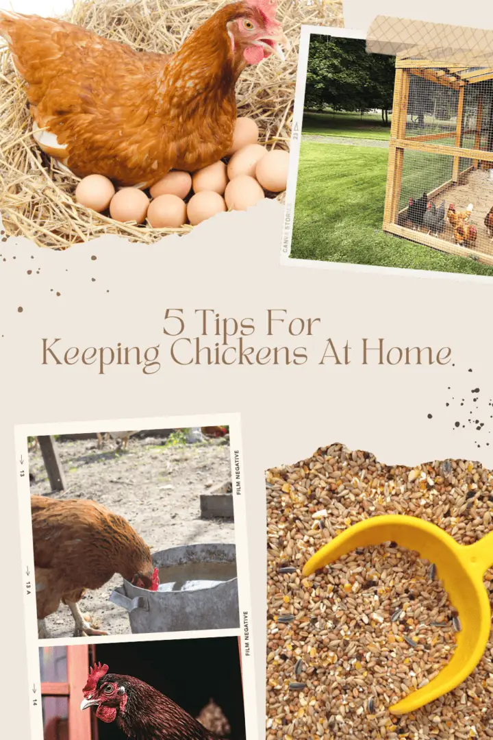 5 Tips For Keeping Chickens At Home - Experimental Homesteader