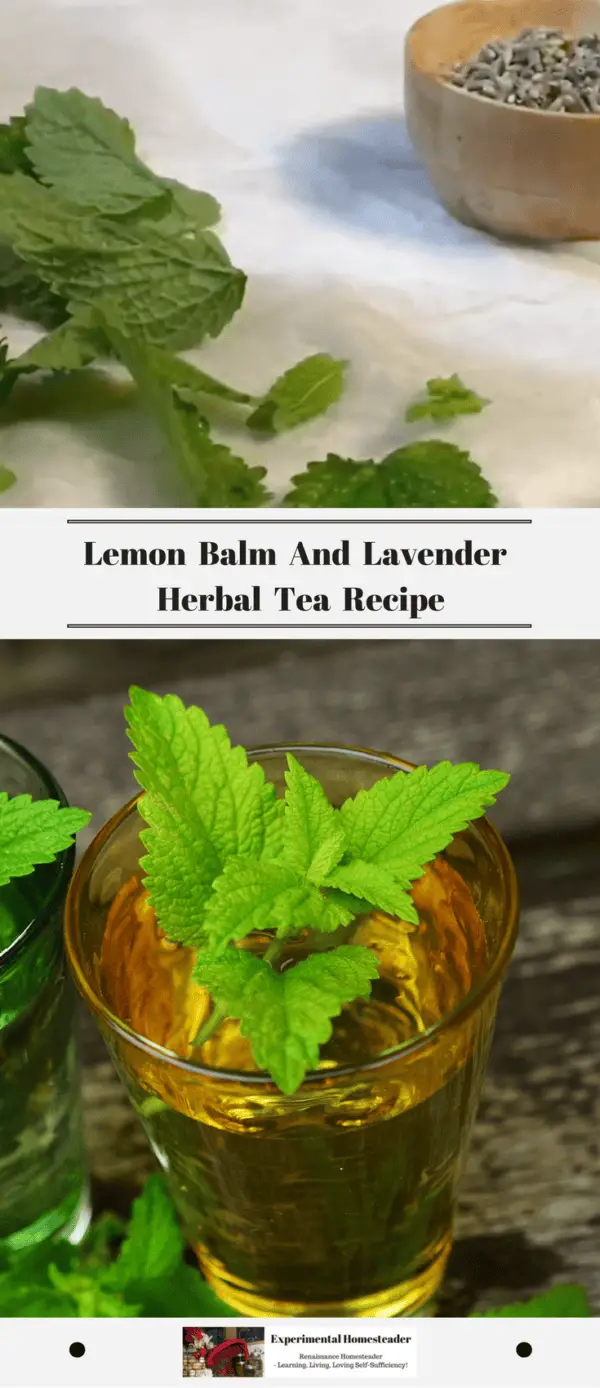 Lemon Balm And Lavender Herbal Tea Recipe - Experimental Homesteader