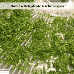 Canning Broccoli Is No Longer Safe But You Can Still Preserve It ...