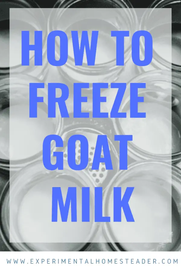 How To Start Freezing Goat Milk - Experimental Homesteader
