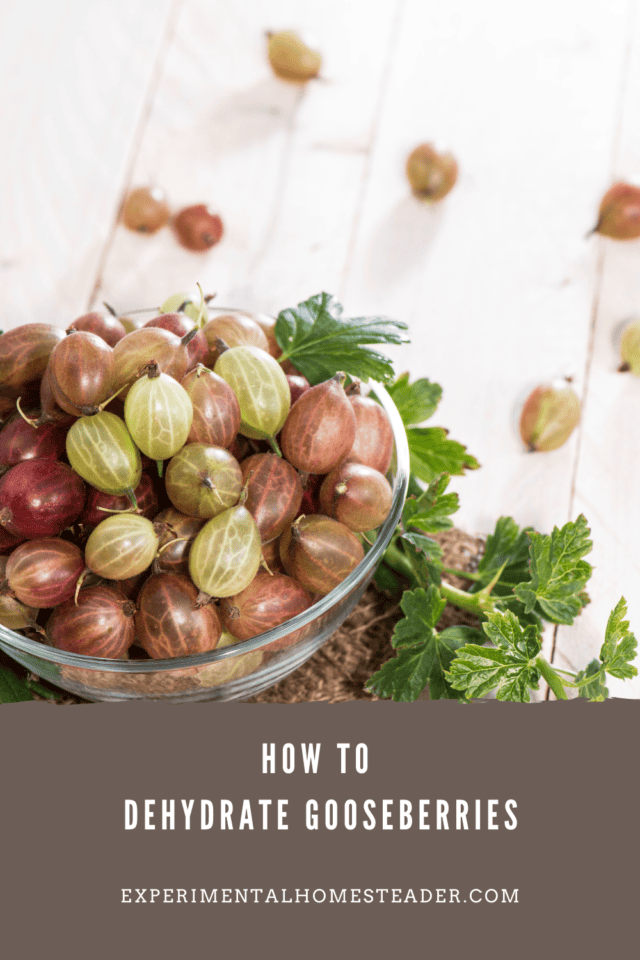 How To Dehydrate Gooseberries - Experimental Homesteader