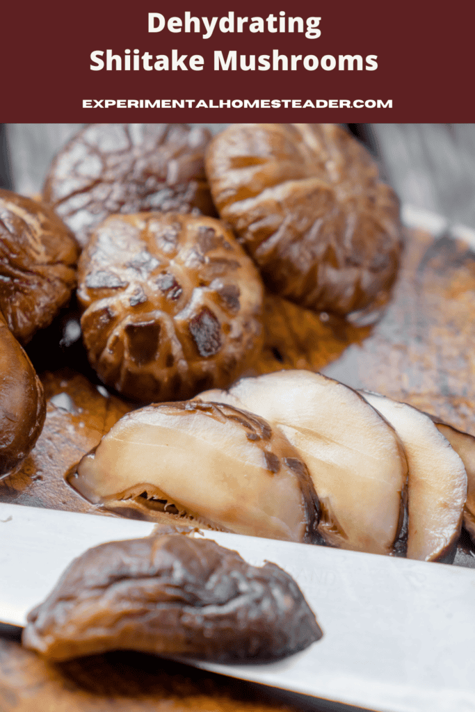 Dehydrating Shiitake Mushrooms - Experimental Homesteader