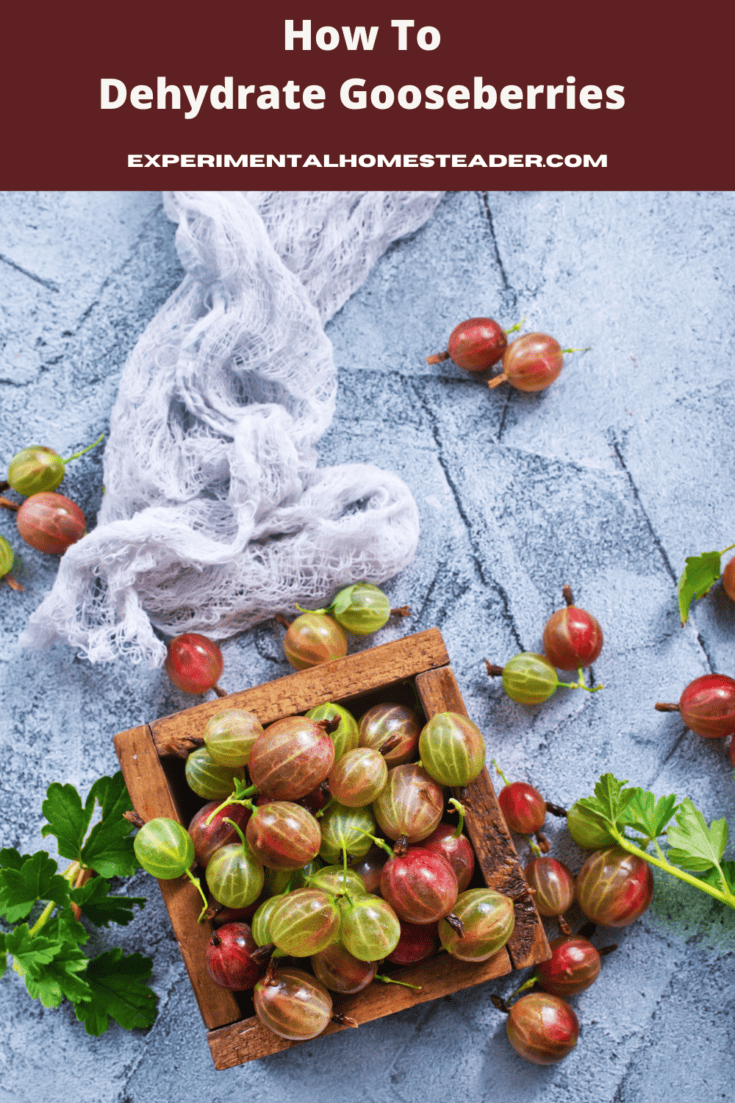 How To Dehydrate Gooseberries - Experimental Homesteader