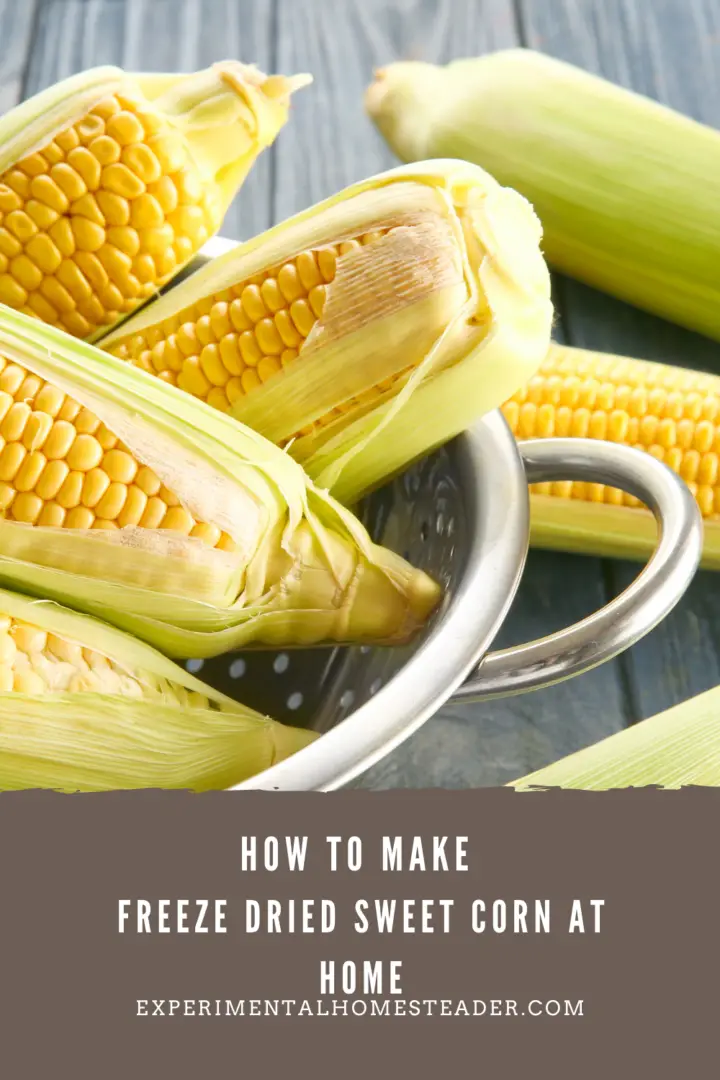 How To Make Freeze Dried Sweet Corn At Home - Experimental Homesteader