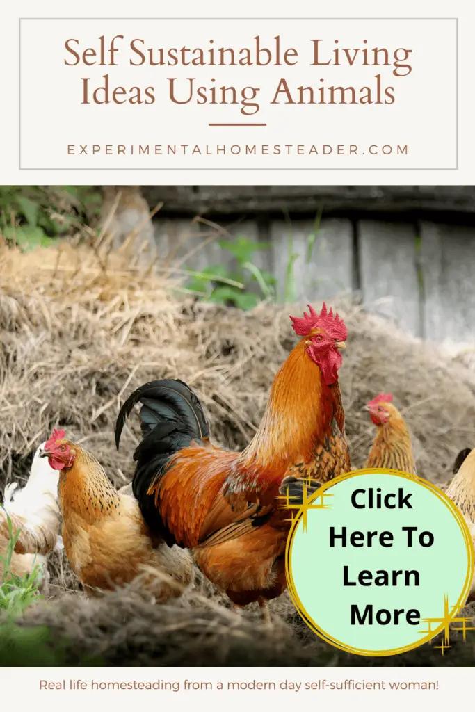 Self Sustainable Living Ideas Using Animals - Experimental Homesteader