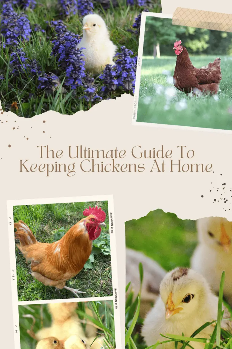 The Ultimate Guide To Keeping Chickens At Home - Experimental Homesteader