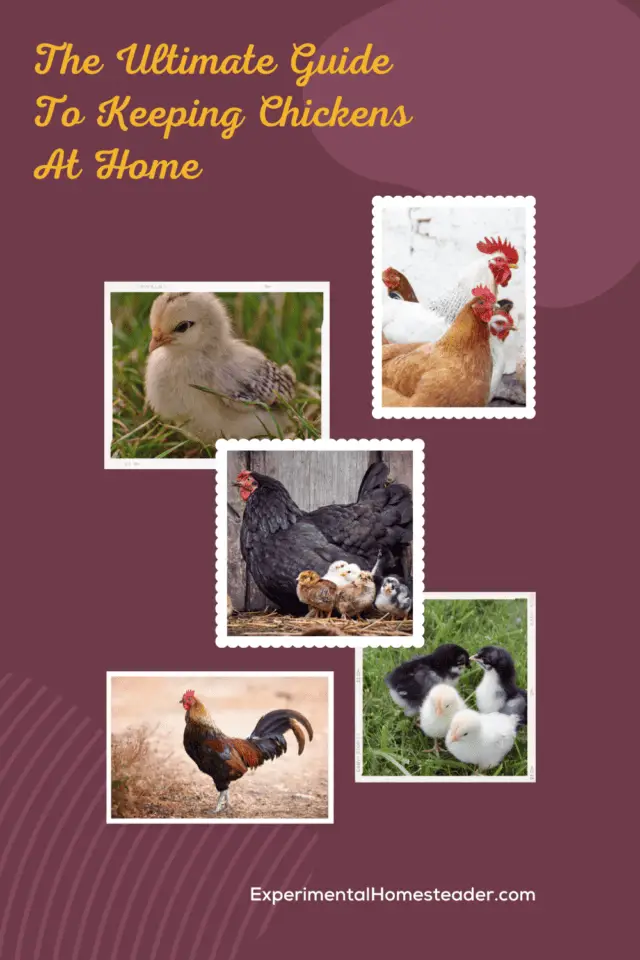The Ultimate Guide To Keeping Chickens At Home - Experimental Homesteader