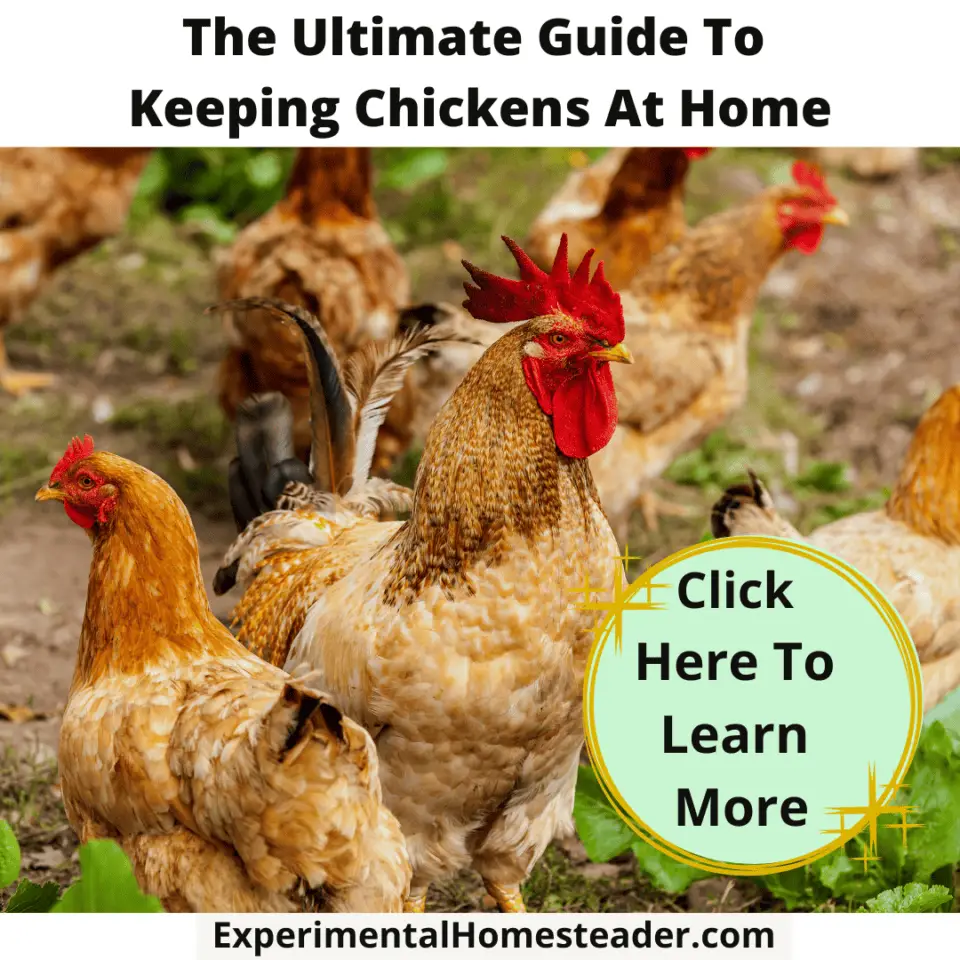 6 Things You Need To Know Before Raising Backyard Chickens ...
