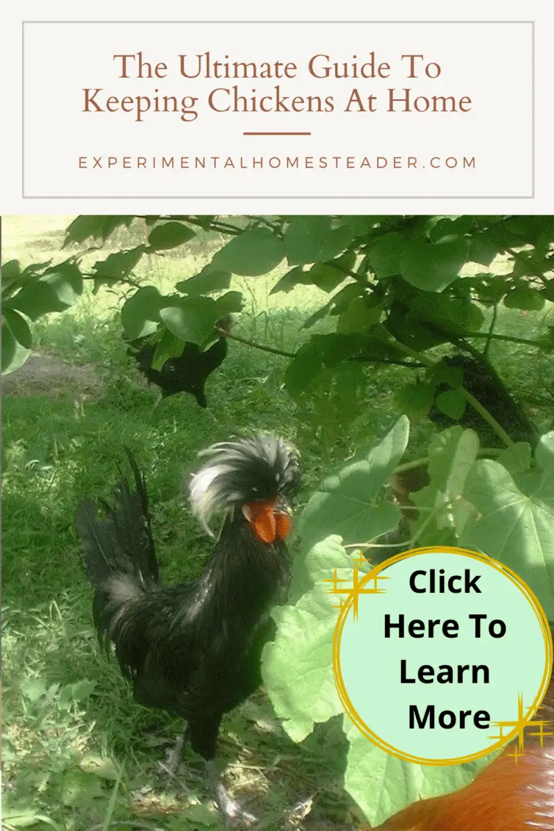 The Ultimate Guide To Keeping Chickens At Home - Experimental Homesteader