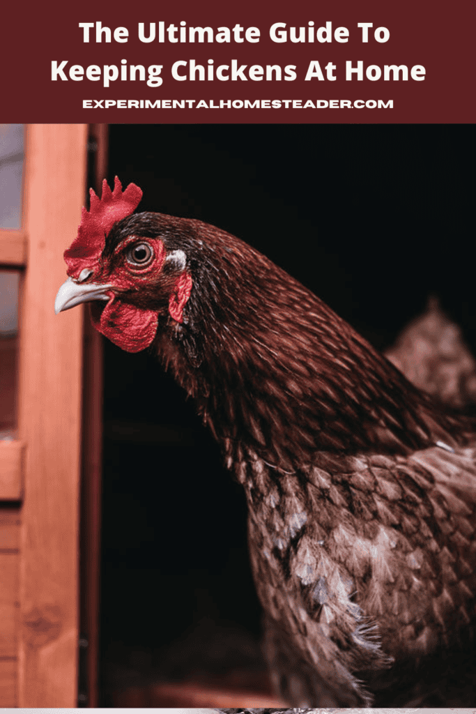 The Ultimate Guide To Keeping Chickens At Home - Experimental Homesteader