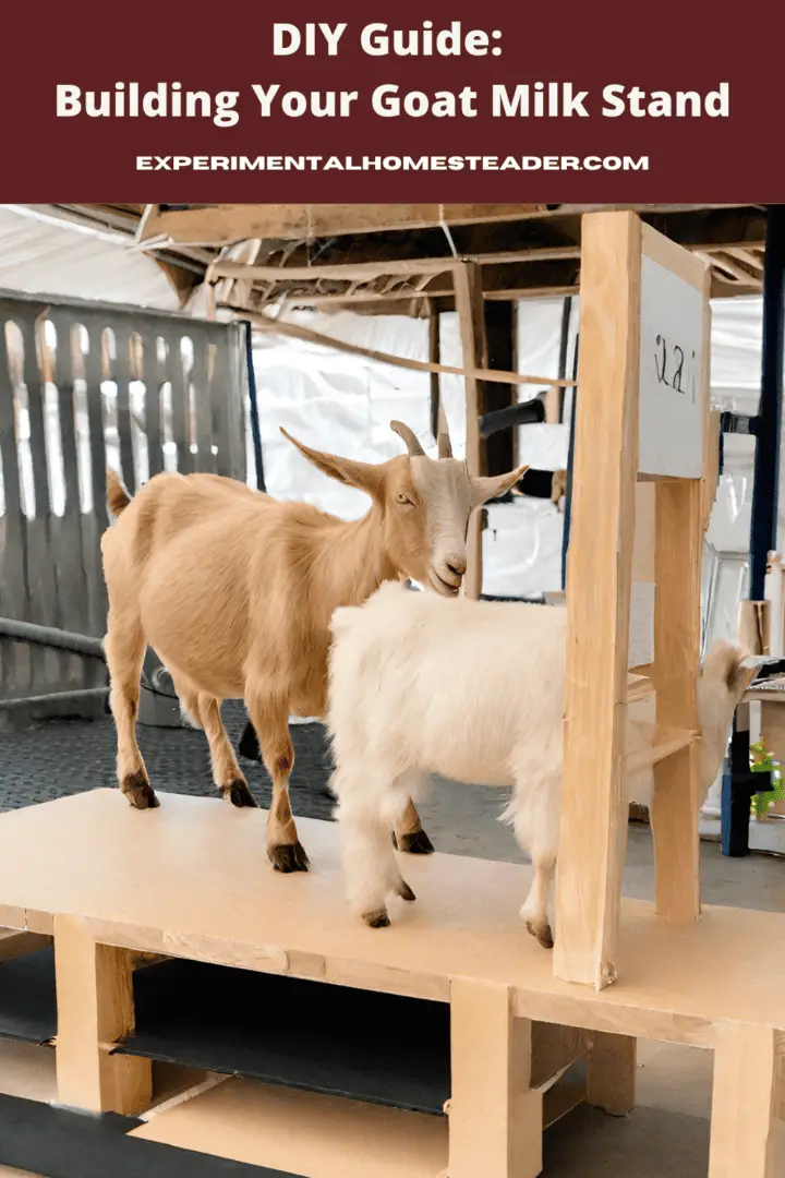 Building Your Goat Milk Stand: Tips and Tricks - Experimental Homesteader