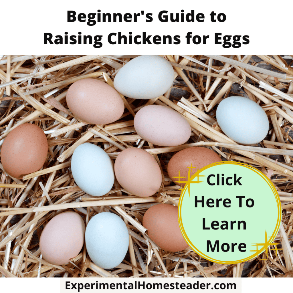 Experimental Homesteader Real Life Homesteading From A Modern Day