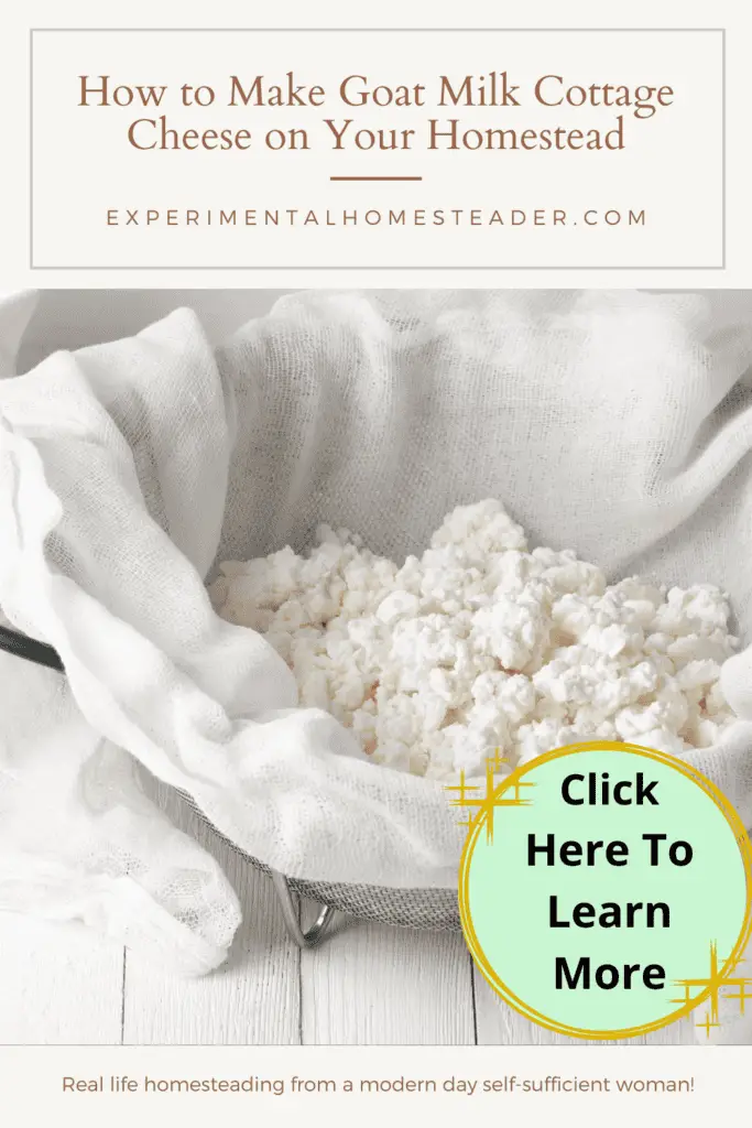 How to Make Goat Milk Cottage Cheese on Your Homestead - Experimental ...