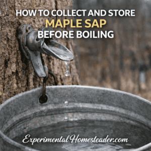 How to Collect and Store Maple Sap Before Boiling - Experimental ...
