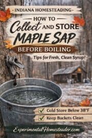 How to Collect and Store Maple Sap Before Boiling - Experimental ...
